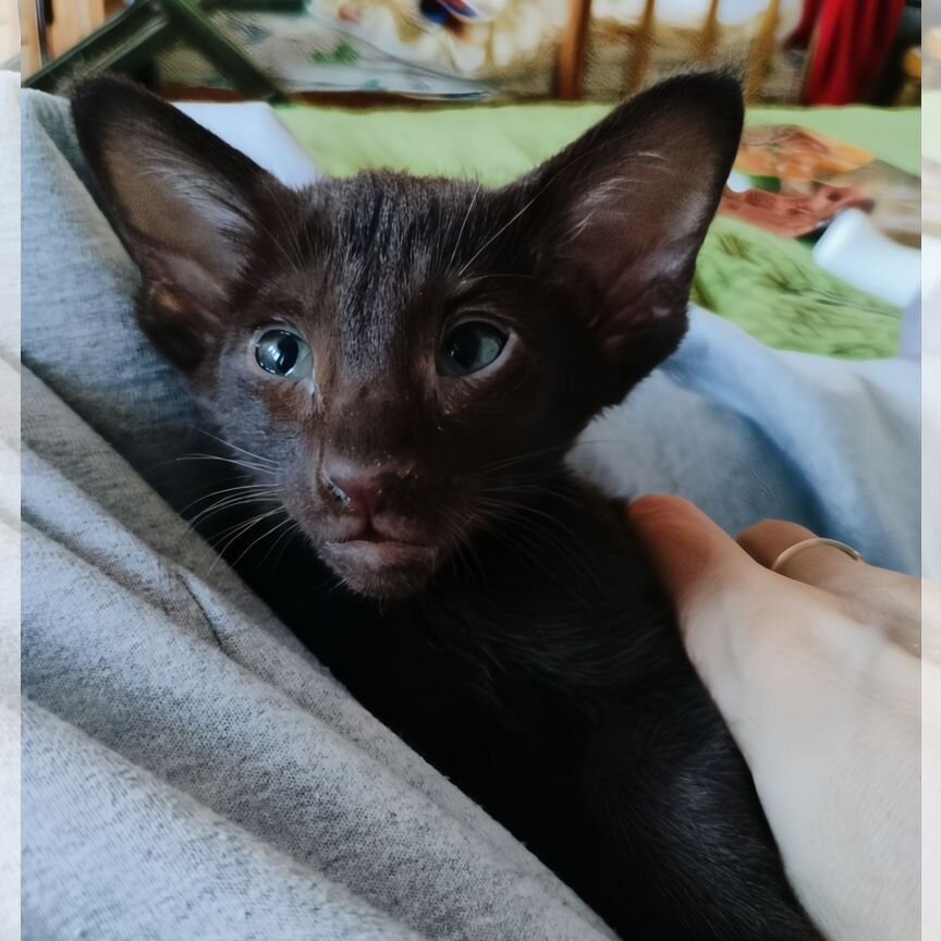 Ориентальный котёнок
