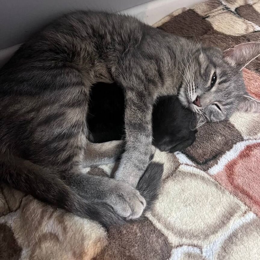 Взрослая, Девочка кошка в добрые руки