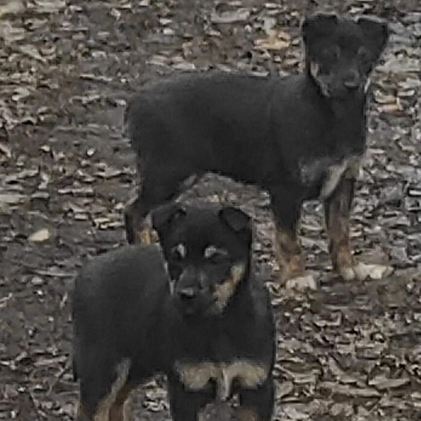 Щенки от умной собаки