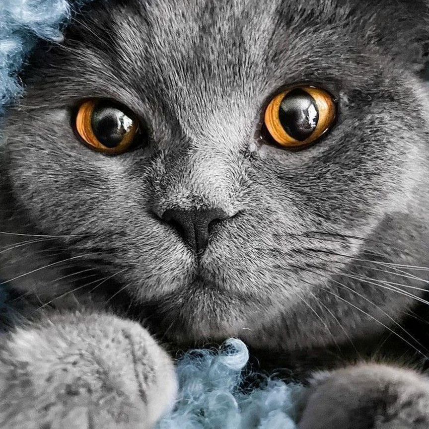 20 кошек потеряли хозяина