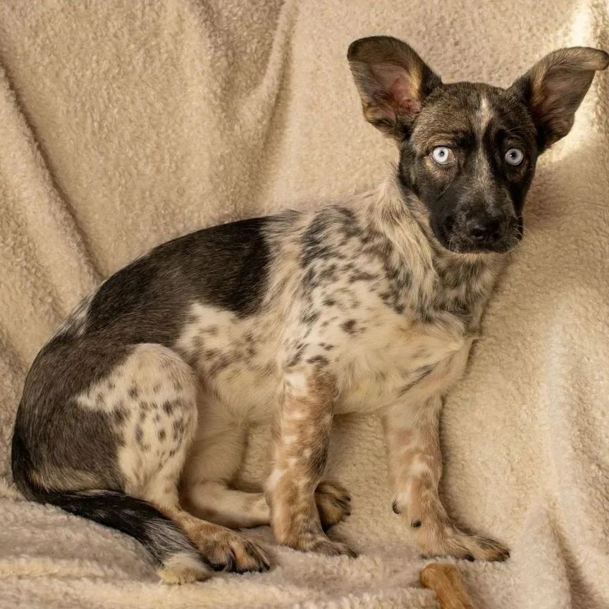 Щенок в добрые руки