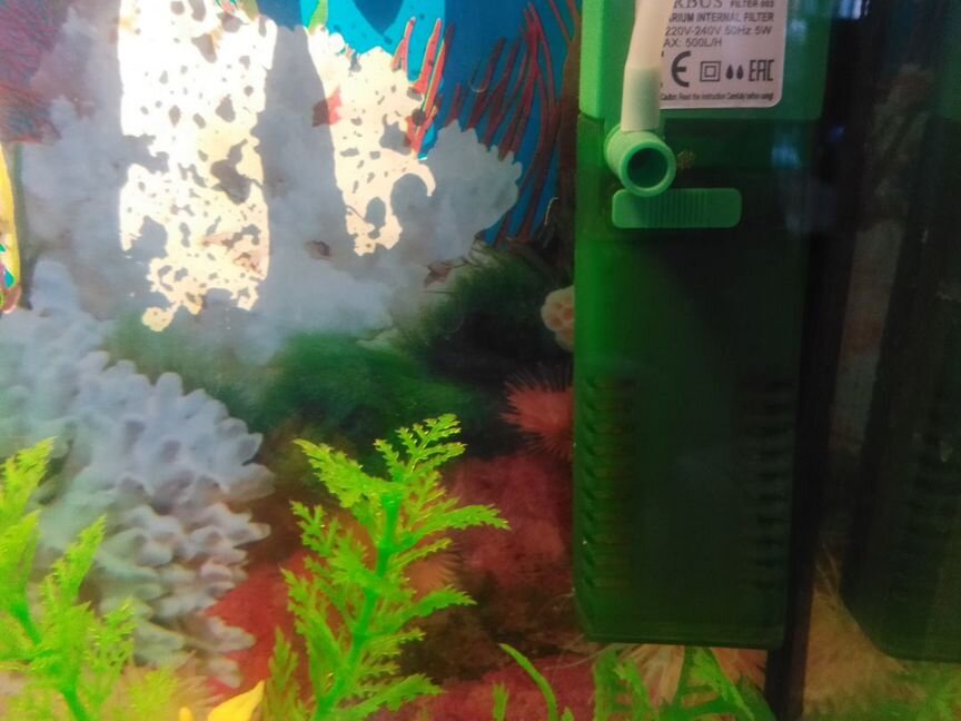 Аквариумные рыбки