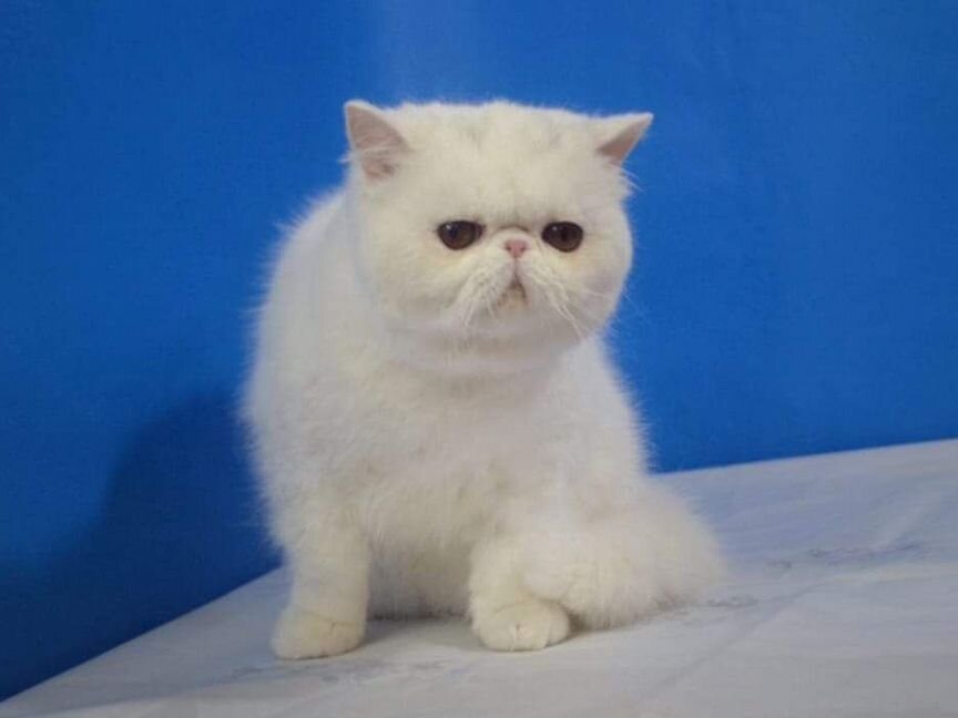 Белоснежка экзот