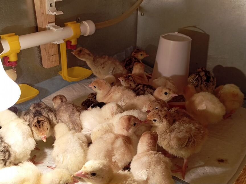 Индюшата ставропольский микс