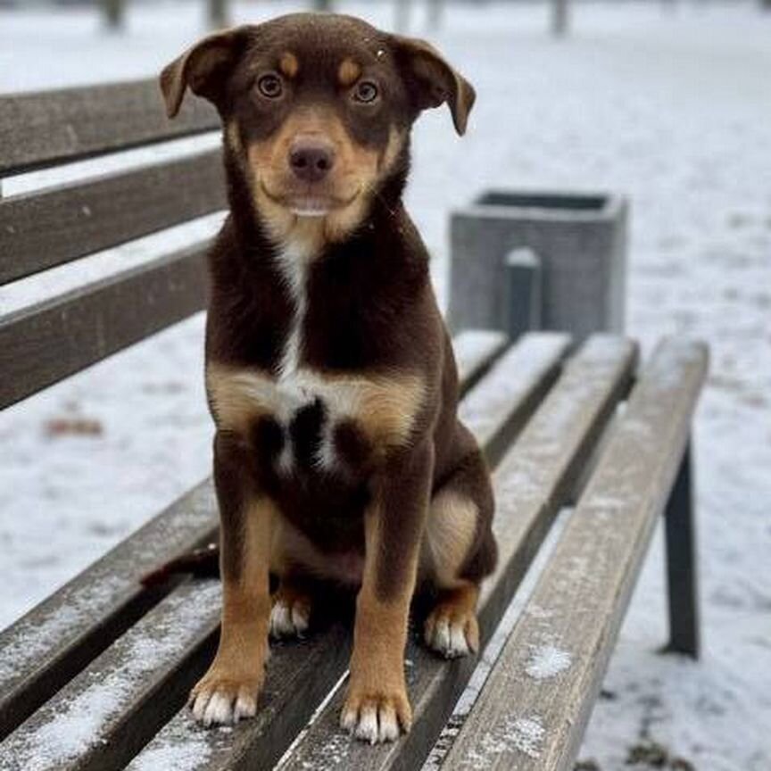 Взрослая собака в добрые руки