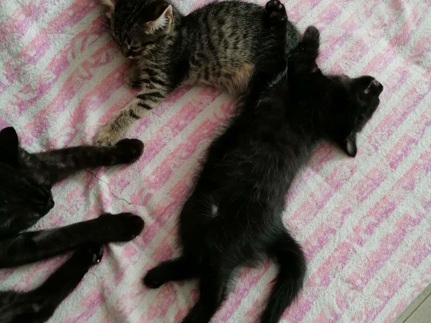 Котята в добрые руки