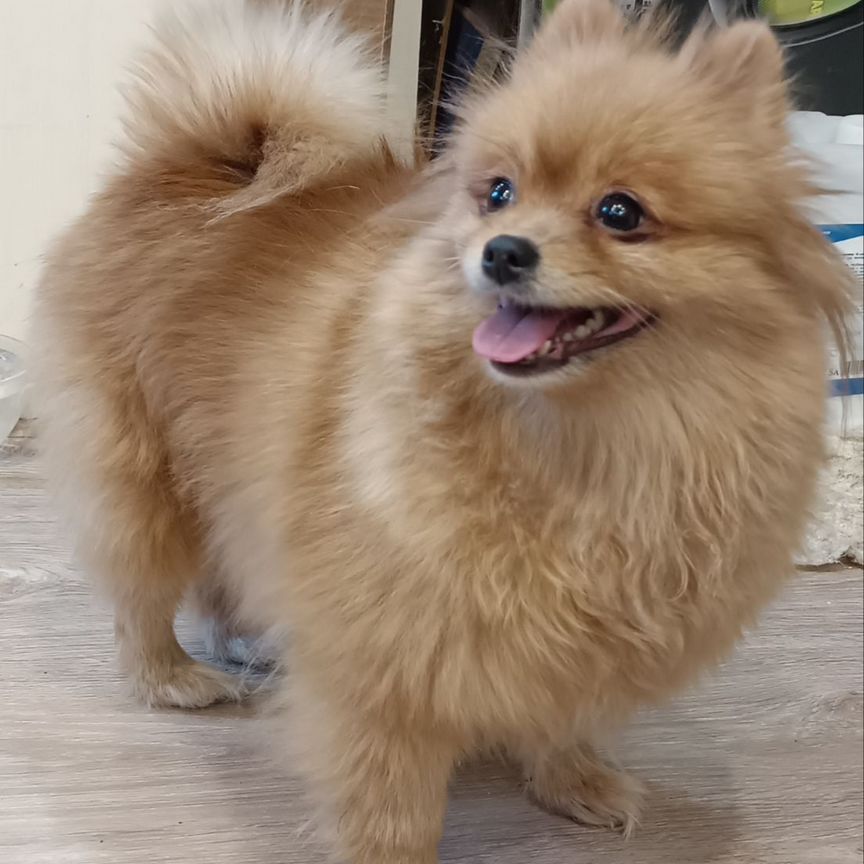 Померанский шпиц