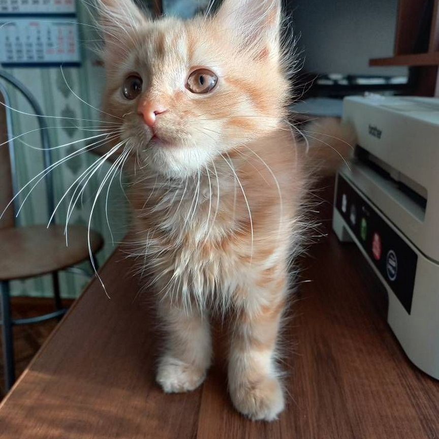 Котик ищет дом