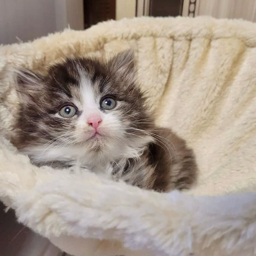 Чудесные котята ждут свою семью