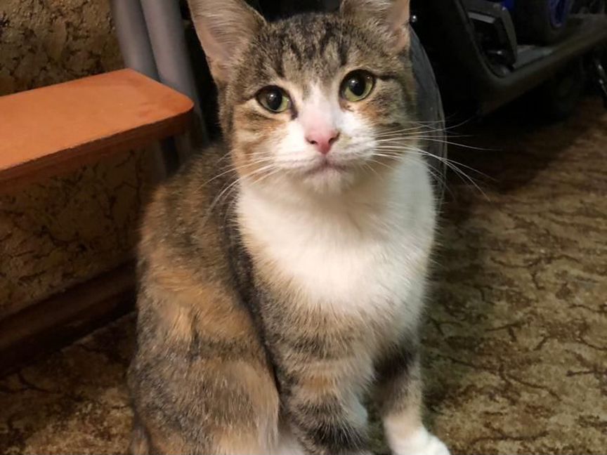 Поиск дома для кошечек