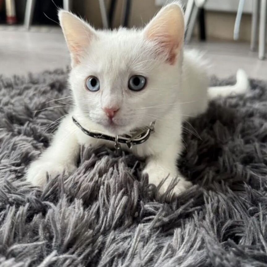 Турецкая ангора котёнок
