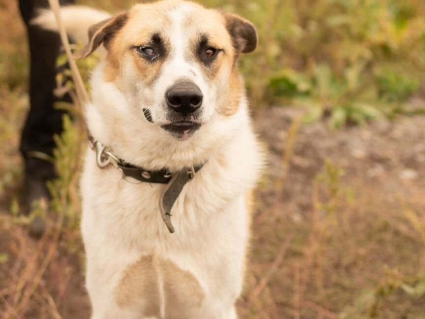 Мальчик Туман