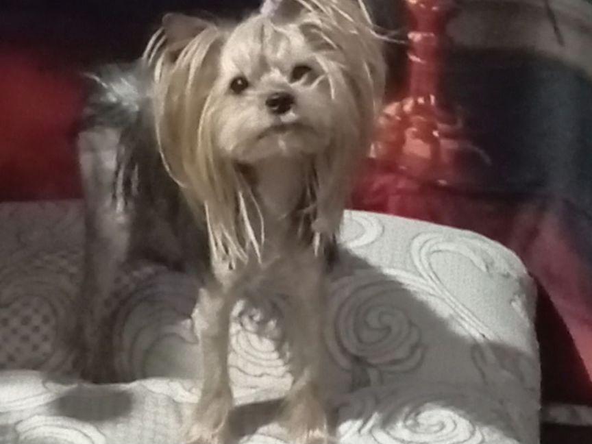 Йоркширский терьер мальчик подросток