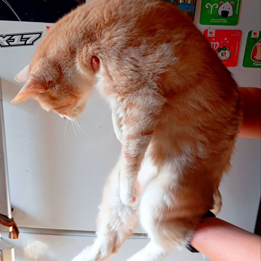 Рыжий котик из приюта очень ждёт друга