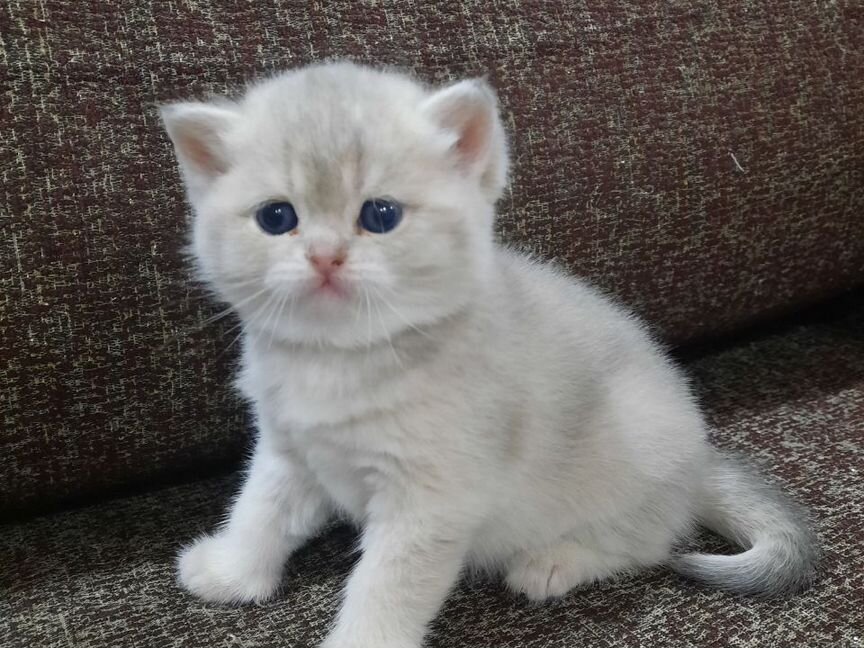 Шотландские котята голубое золото