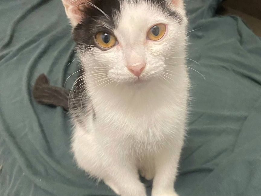 Котенок девочка