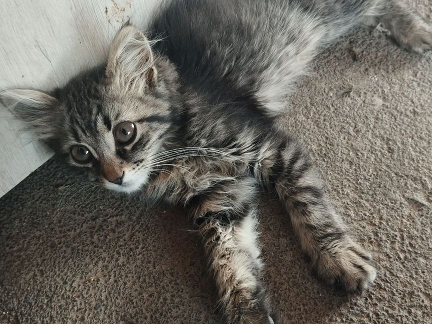 Котята с днр в поиске надёжных руках