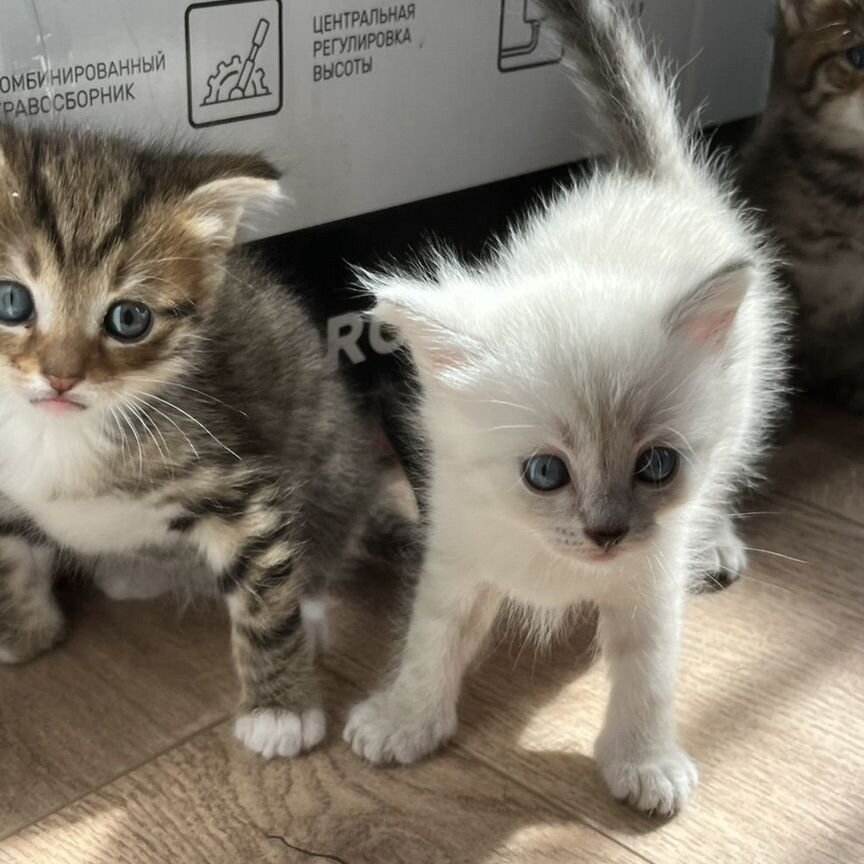 Шотландский вислоухий короткошёрстный котёнок