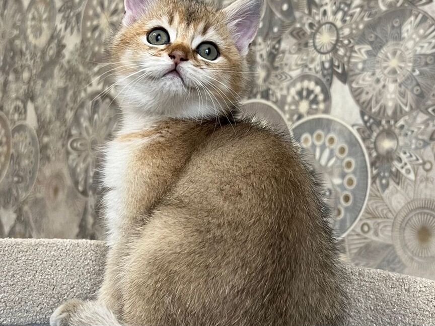 Британская кошечка Тая золотая шиншилла