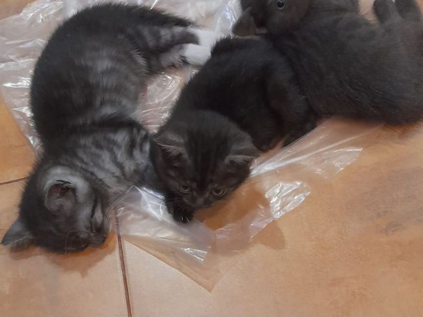 Котята в добрые руки