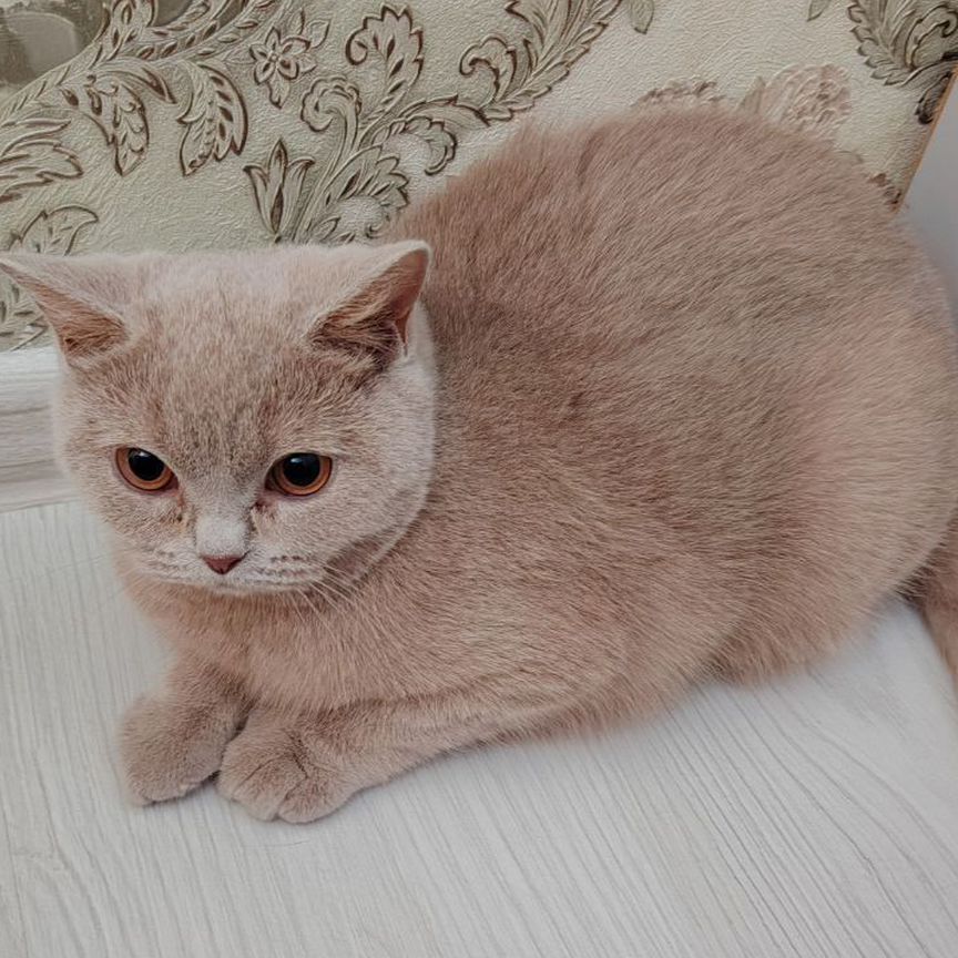 Британская короткошёрстная, взрослая кошка