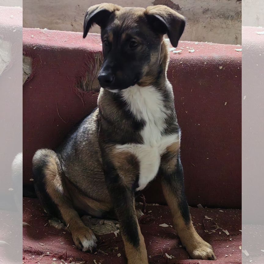 Щенок в добрые руки