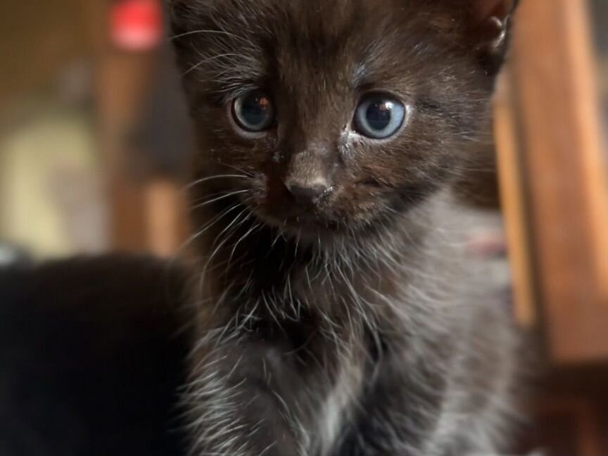 Котята