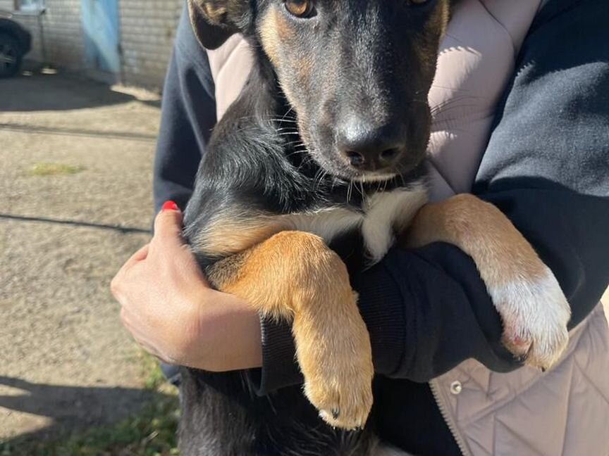 Любвеобильная девочка принцесса ищет дом