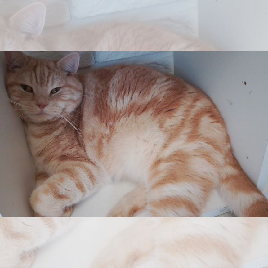 Шотландский вислоухий рыжий кот