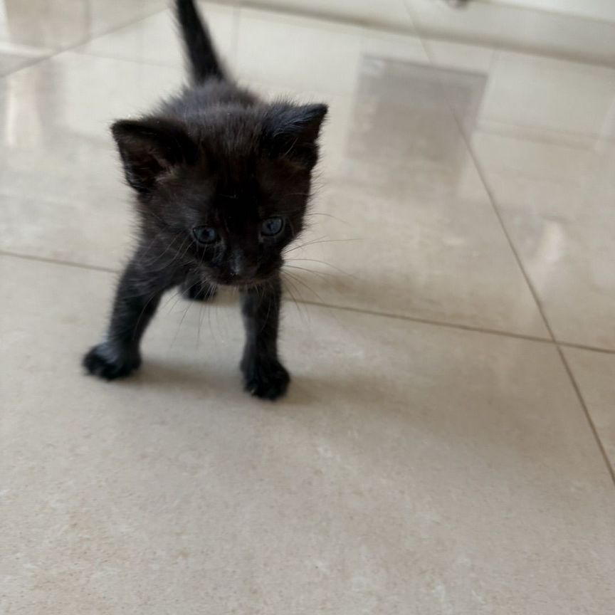 Котик в добрые руки мальчик