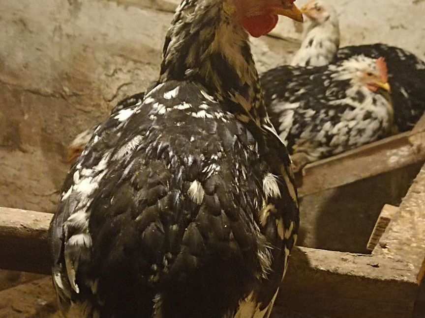 Петушки на племя