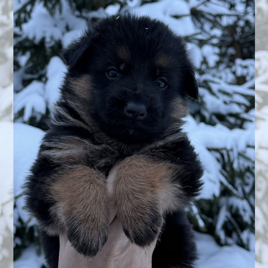 Немецкая овчарка, щенок