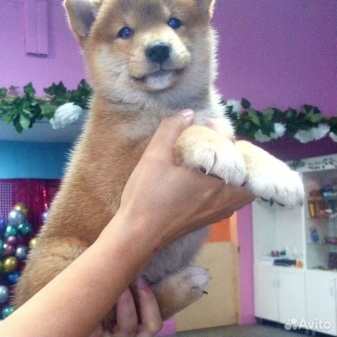Элитный щенок-кобель сиба (2 мес) в Новосибирске