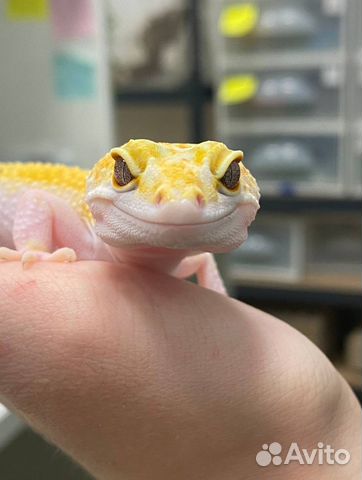 Эублефар + террариум