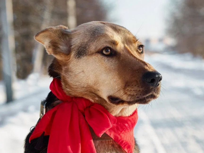 Собака в добрые руки отдам бесплатно