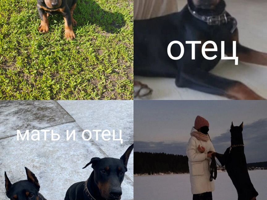 Щенки добермана