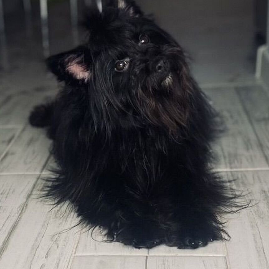 Бивер-йоркширский терьер, щенок