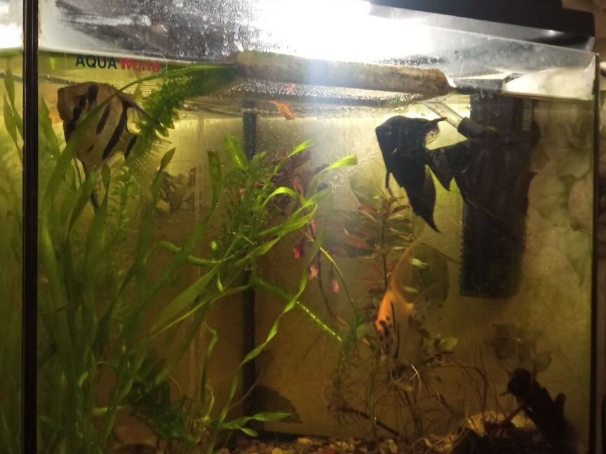 Аквариумные рыбки и растения