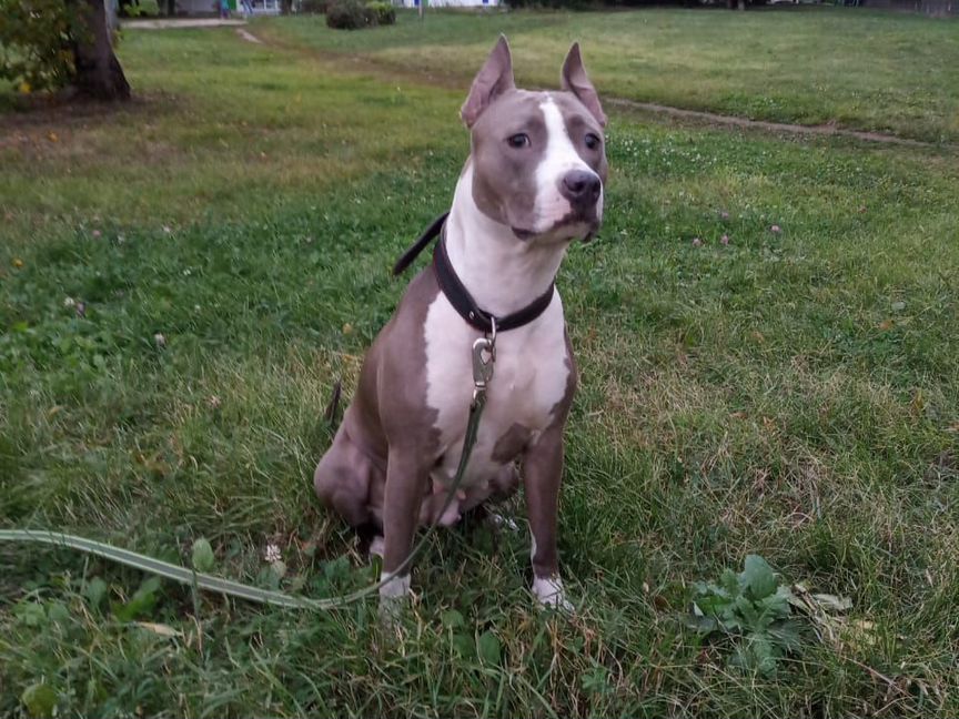 Продам щенков