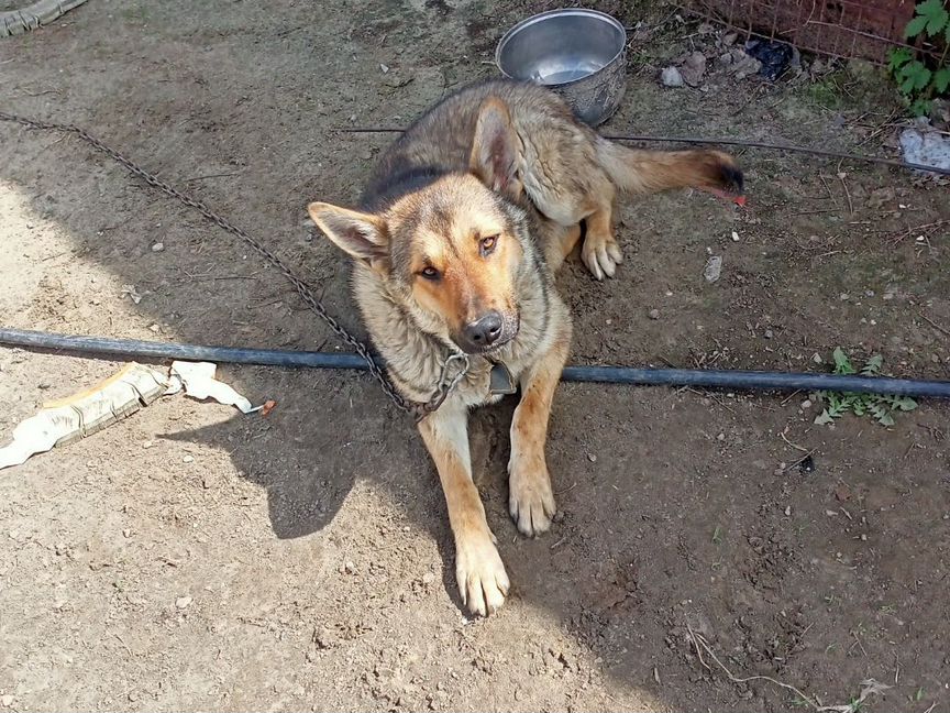 Собака в добрые руки