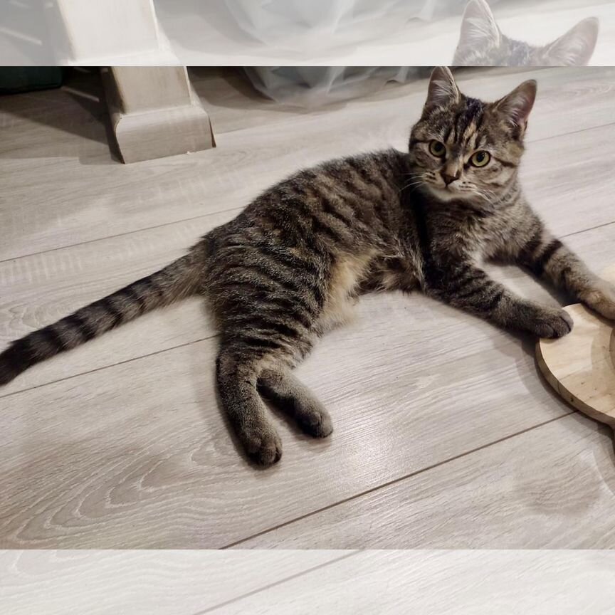 Котёнок в добрые руки