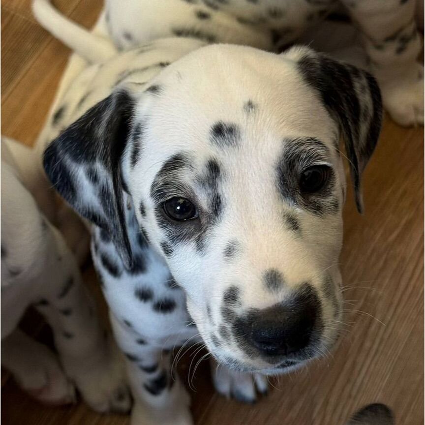 Далматин, щенок