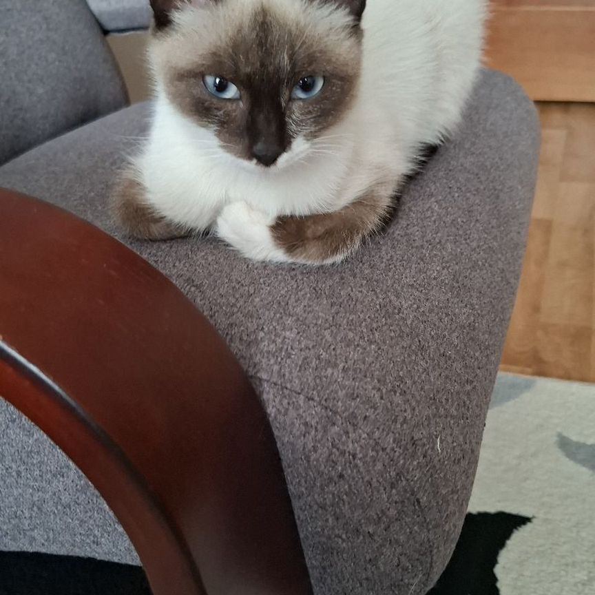 Сноу-шу котенок