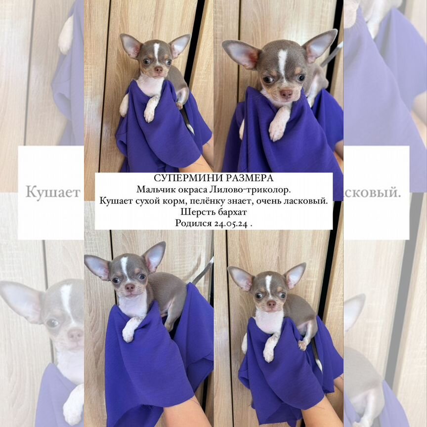 Щенки чихуахуа мини
