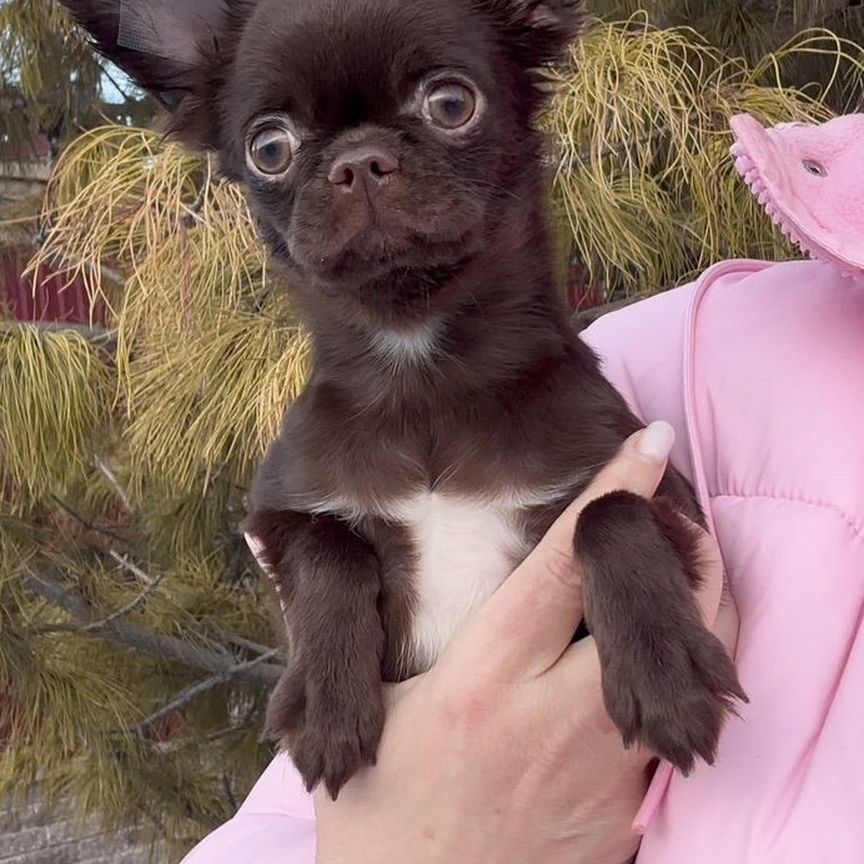 Чихуахуа девочка