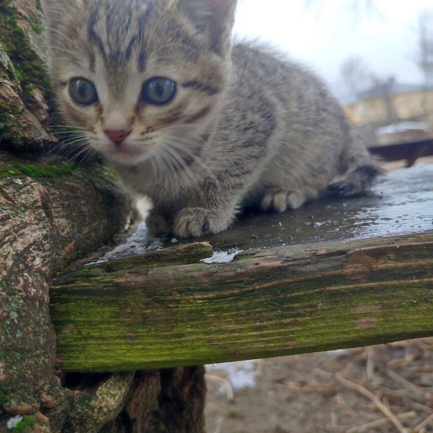 Бездомные котята