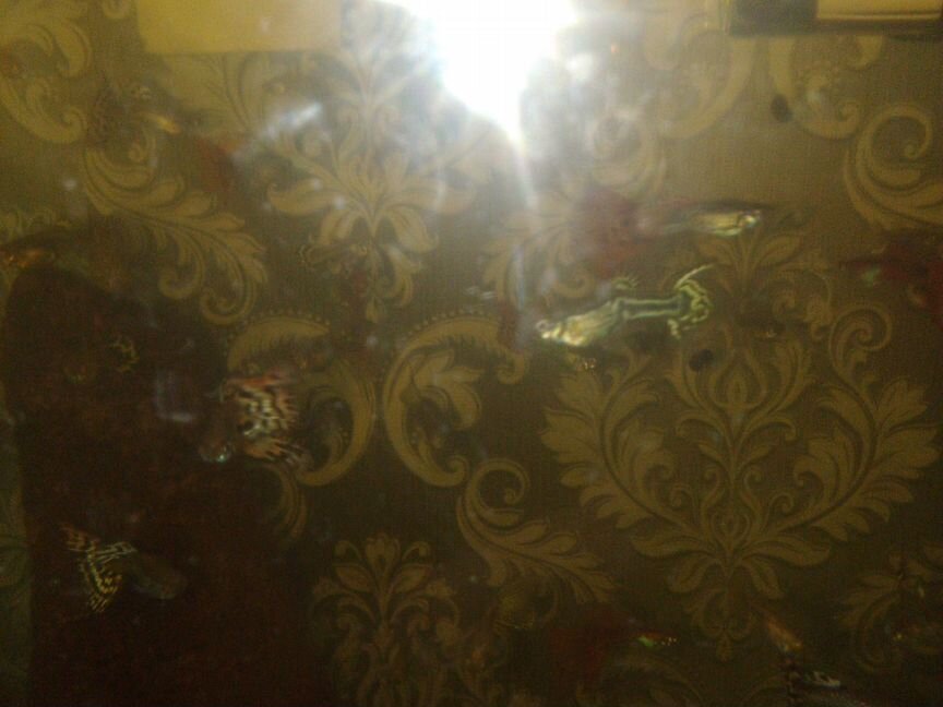 Аквариумные рыбки