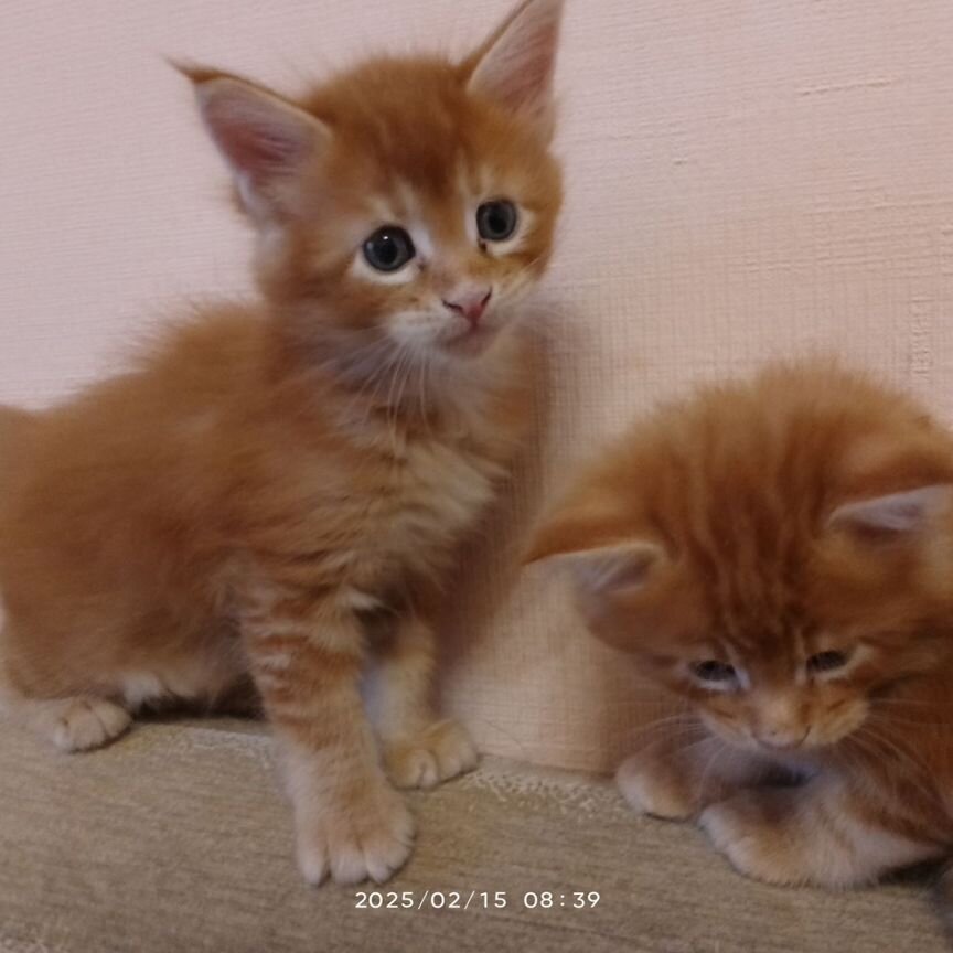 Котята мейн-кун