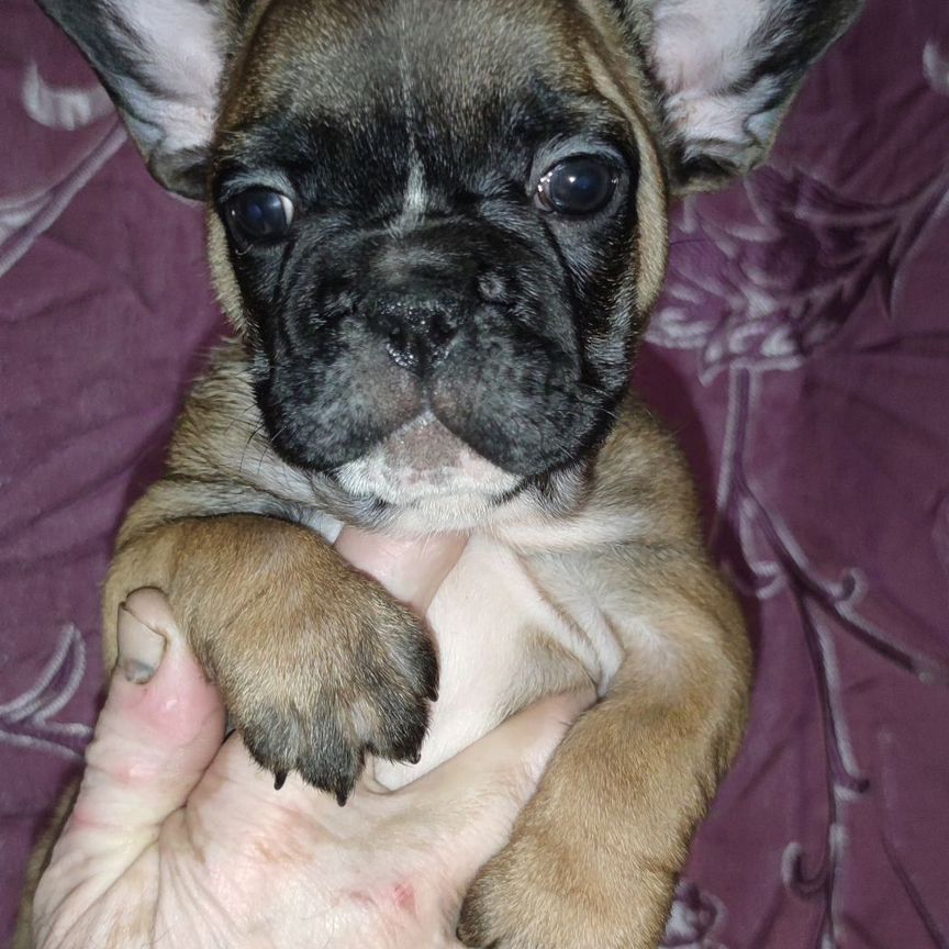 Французятки