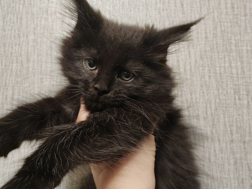 Котята мейн-кун